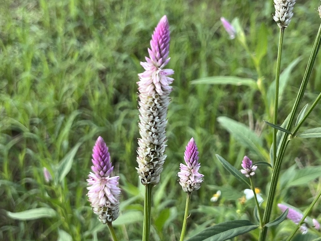 Quail Grass from 263台灣宜蘭縣壯圍鄉 on November 21, 2024 at 11:58 AM by 生態棲地 ...