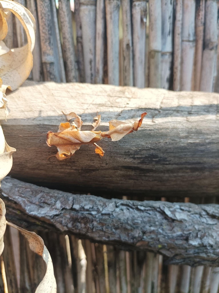 Common Ghost Mantis from Mzuzu, Mzuzu City, MW on November 29, 2024 at ...