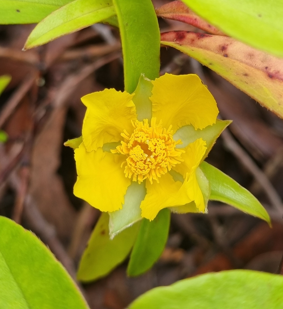 Climbing Guinea flower from Jeogla NSW 2350, Australia on November 29, 2024 at 08:39 AM by ...