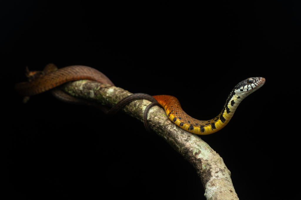 Peters' Keelback (Hebius petersii) - Snakes and Lizards