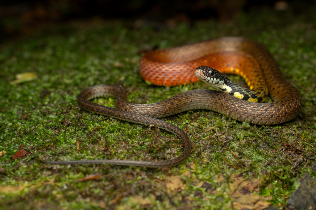 Peters' Keelback (Hebius petersii) - Snakes and Lizards
