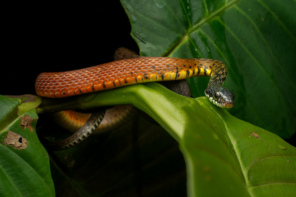 Peters' Keelback (Hebius petersii) - Snakes and Lizards