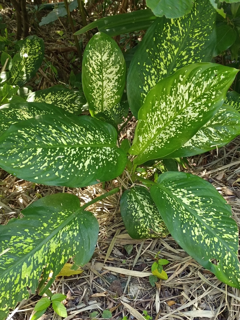 tuftroot from 646台灣雲林縣古坑鄉6 on November 29, 2024 at 09:47 AM by 詹宗達 ...