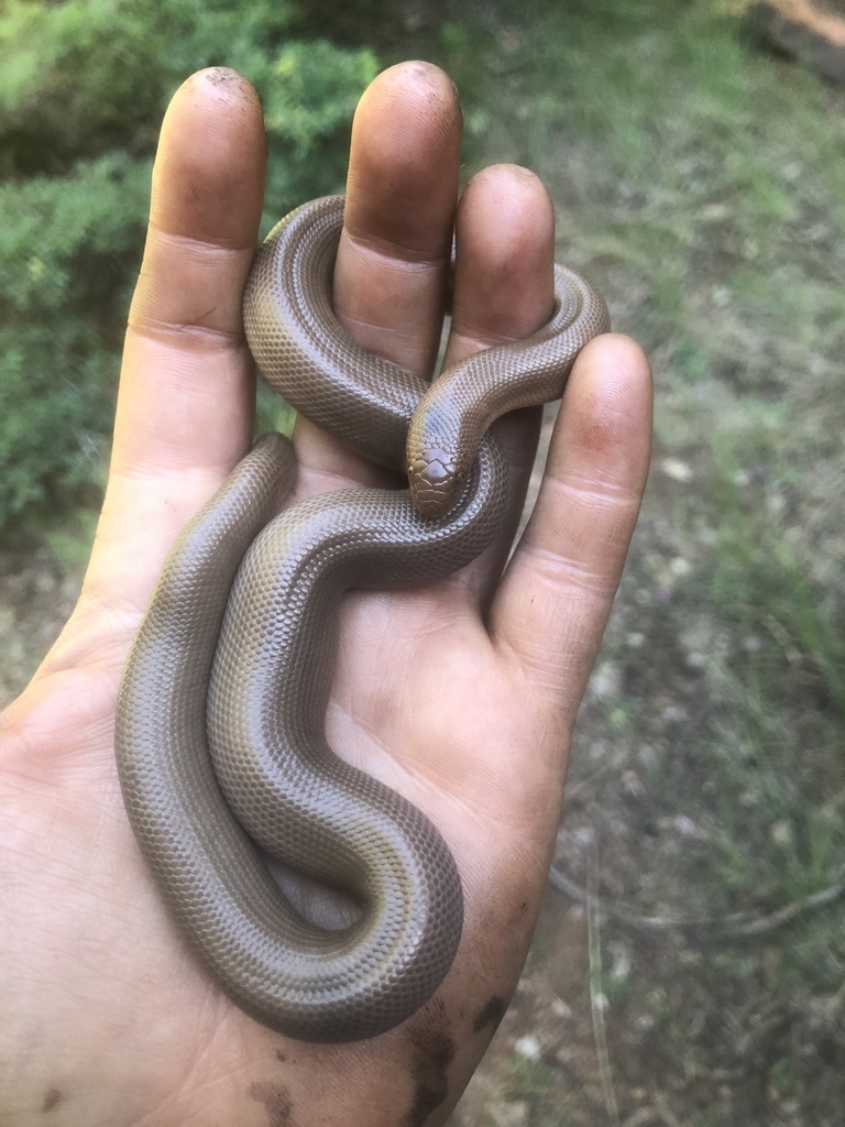 Northern Rubber Boa from Plumas National Forest, Berry Creek, CA, US on ...
