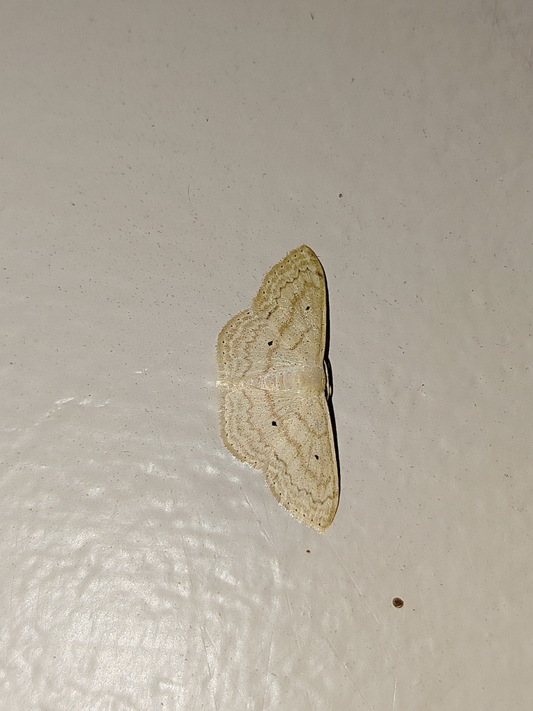 Scopula from X9RV+JX9, Parassinikadavu, Kerala 670563, India on ...