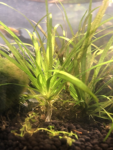 Blyxa japonica · NaturaLista Colombia