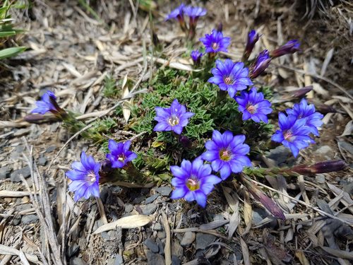 Photo 45395801, (c) Hui-ying Yang, all rights reserved, uploaded by Hui ...