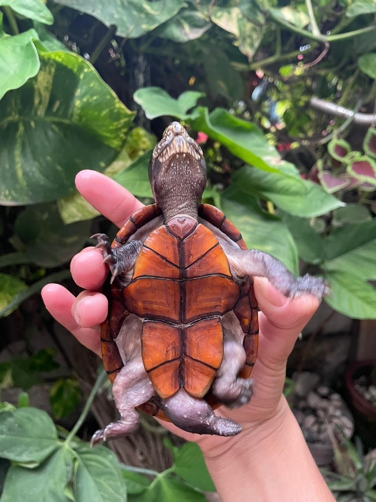 Vallarta mud turtle in October 2024 by Bernardo Sánchez González ...