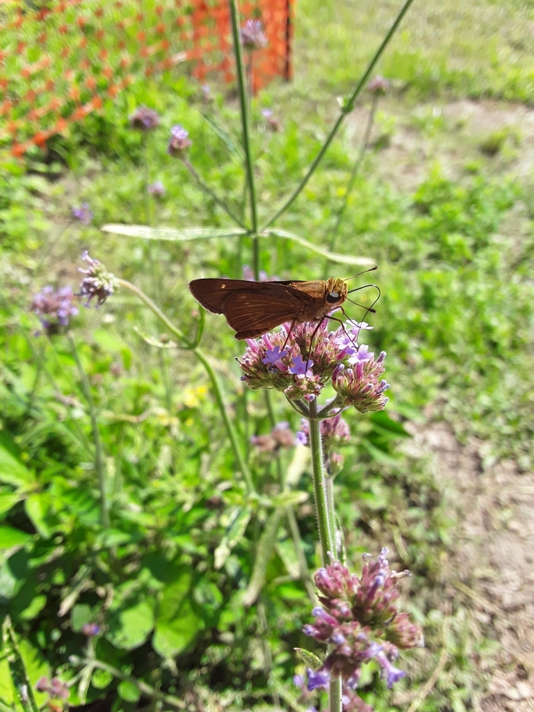Ocola Skipper from Holly Springs, NC, USA on July 31, 2020 at 03:12 PM ...