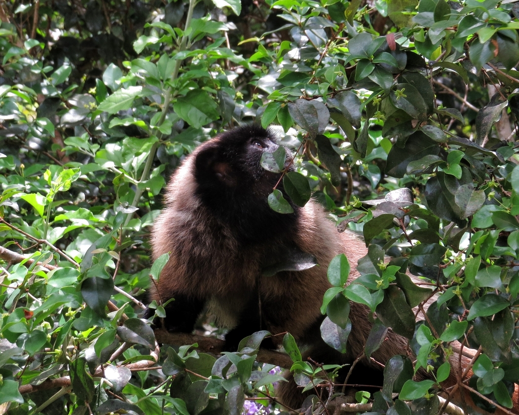 Northern Masked Titi in January 2019 by Liana Capucho · iNaturalist