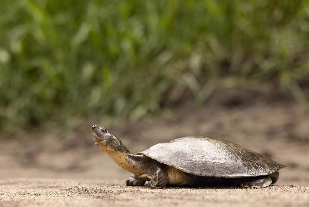 Magdalena River Turtle in November 2024 by YELSIN DE JESUS SALGADO ...