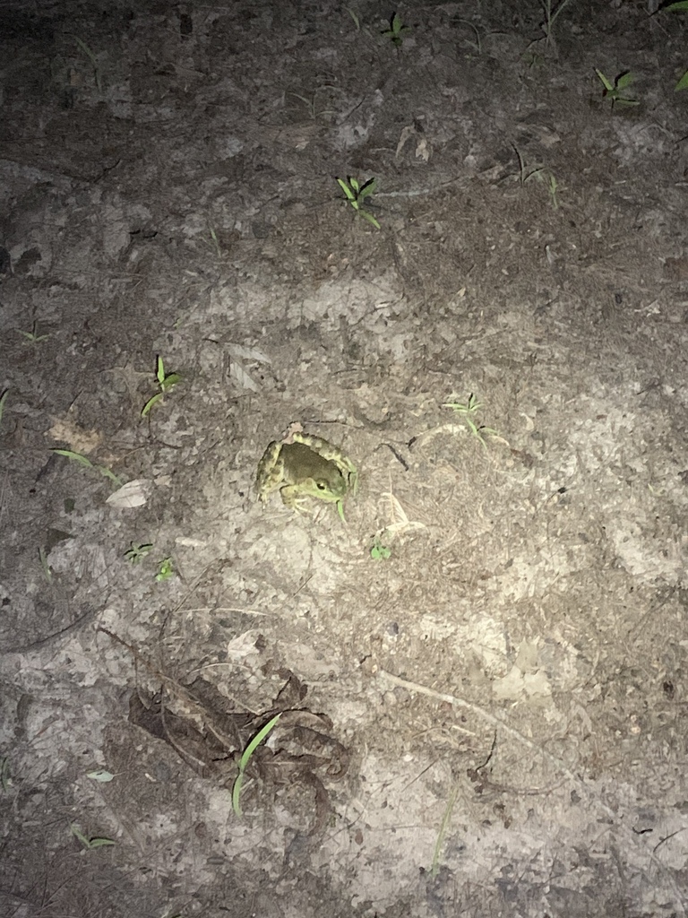 American Bullfrog from Heritage Ln, Petersburg, PA, US on August 11 ...