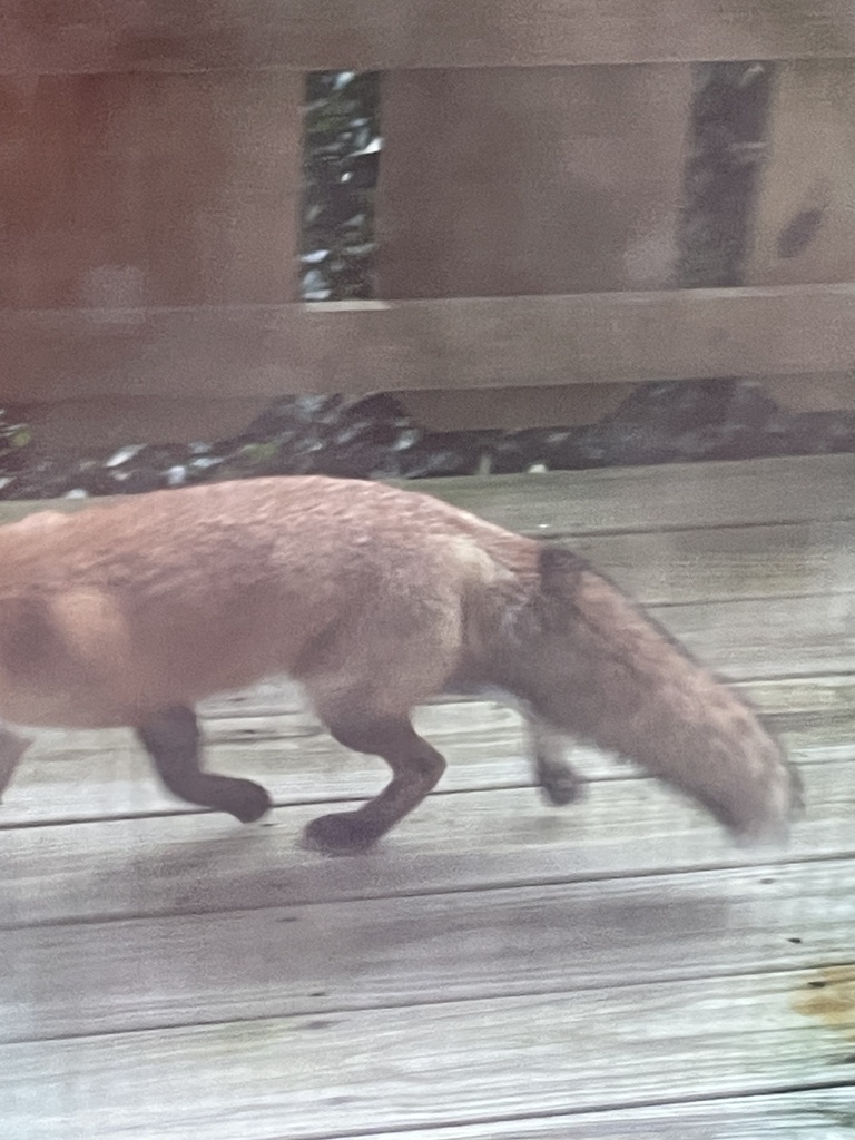Red Fox from Main St, Dennis, MA, US on November 24, 2024 at 08:14 AM ...