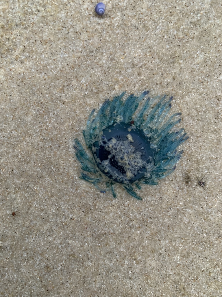 Blue Button from Coral Sea, Palm Beach, QLD, AU on November 30, 2024 at ...