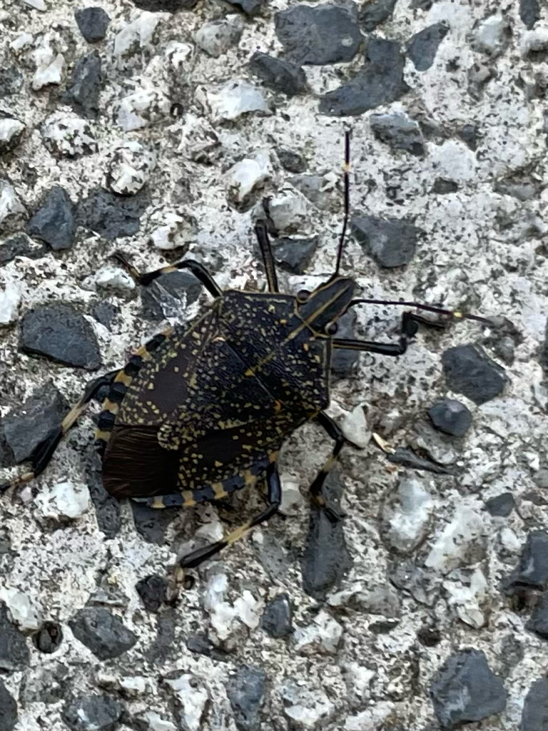 Yellow-spotted Stink Bug from 大帽山 on November 30, 2024 at 03:26 PM by ...