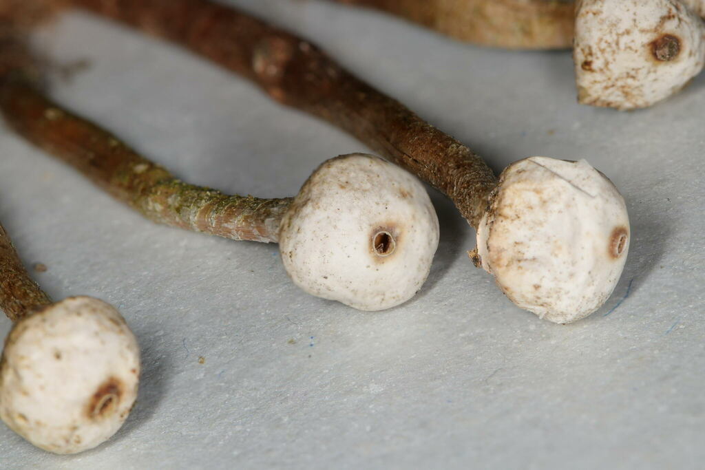 Winter Stalk-puffball from Dzyarzhynsk District, Minsk Region, Belarus ...