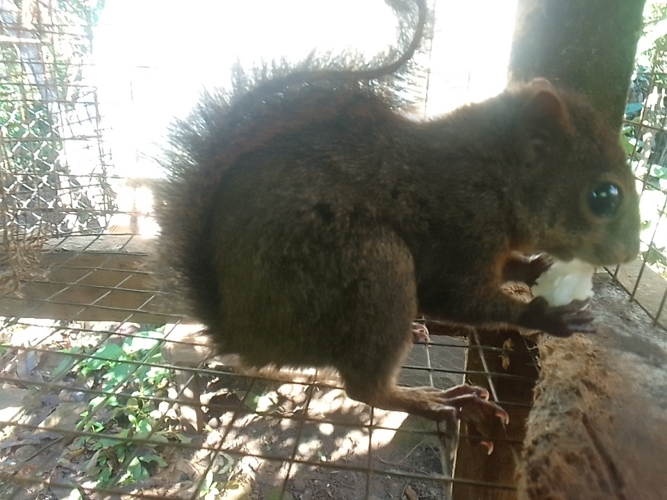 Central American Dwarf Squirrel from Cañazas, Provincia de Veraguas ...