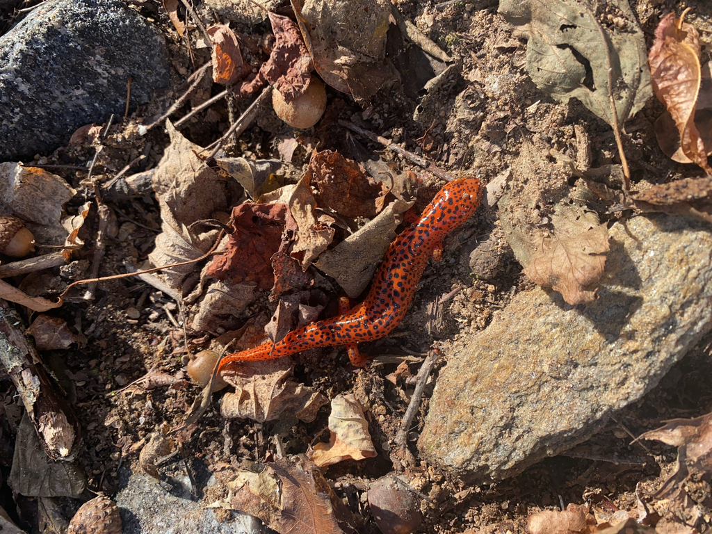Red Salamander from Jackson County, US-NC, US on November 7, 2024 at 03 ...