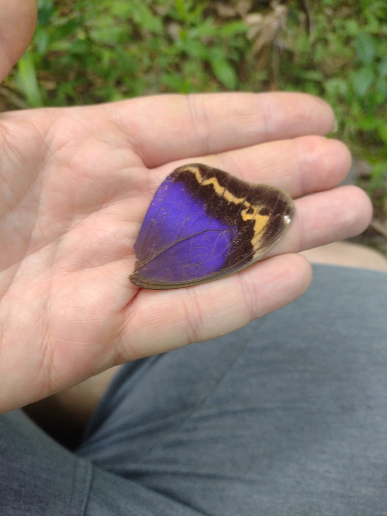 Eryphanis reevesii from FG4F+FQ - Quilombo, Pelotas - RS, Brasil on ...
