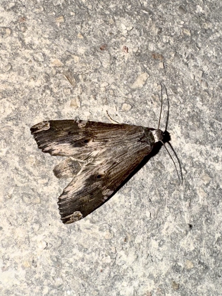 Owlet Moths and Allies from Calle 71, Mérida, Yuc., MX on November 29 ...