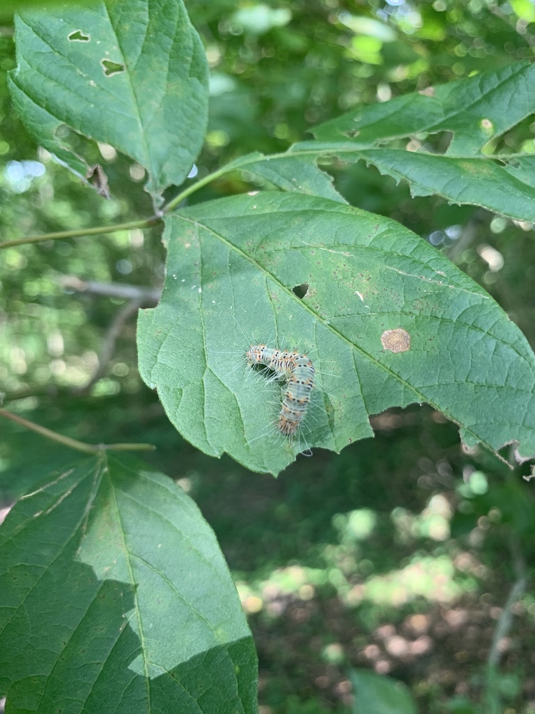 Maple Dagger from Chickasaw Park, Louisville, KY, US on July 19, 2019 ...