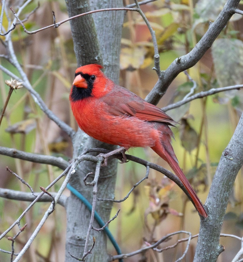 Northern Cardinal from Woodstock, ON, Canada on November 1, 2024 at 10: ...