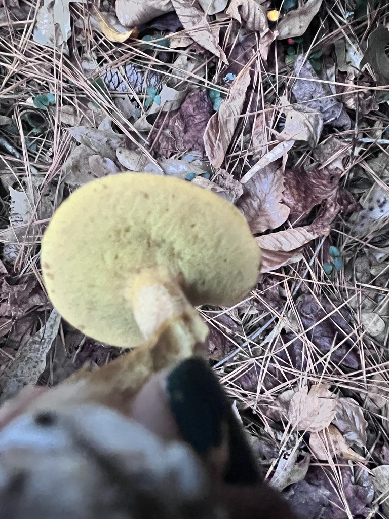 Suillus hirtellus from Congaree National Park, Gadsden, SC, US on ...