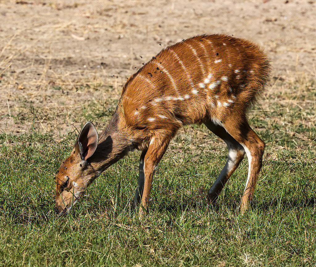 Chobe Bushbuck from Xaro Reception, Samochima, Botswana on October 09 ...