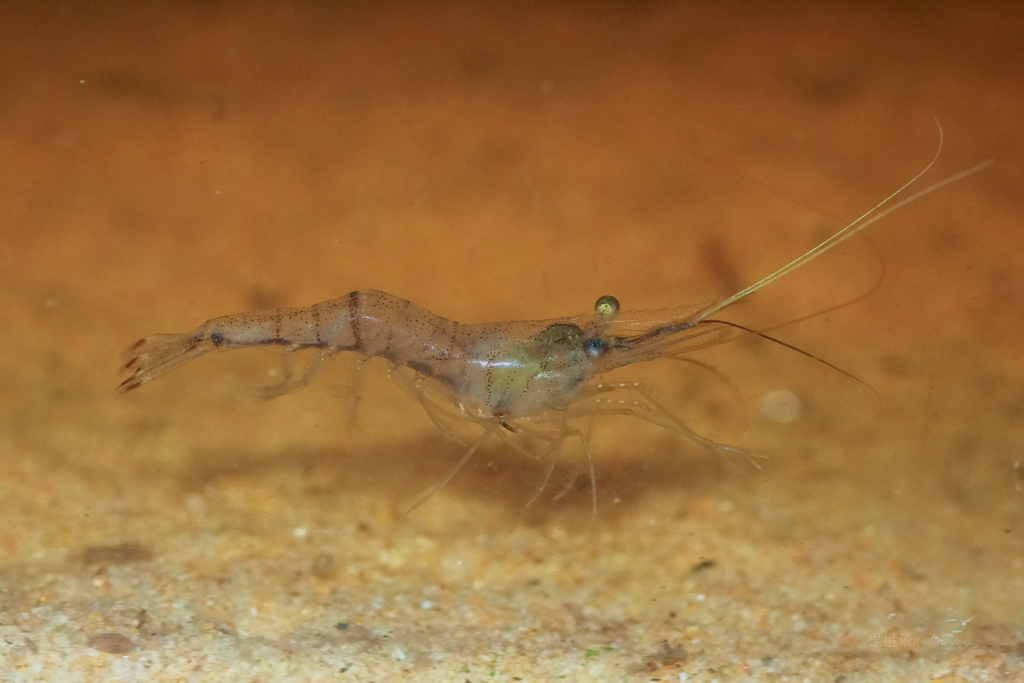 Siberian Prawn from 中国黑龙江省黑河市爱辉区 on September 2, 2023 at 02:09 PM by ...