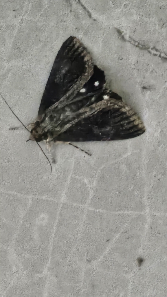 Ercheia cyllaria from Kohima, IN-NL, IN on November 30, 2024 at 11:56 ...