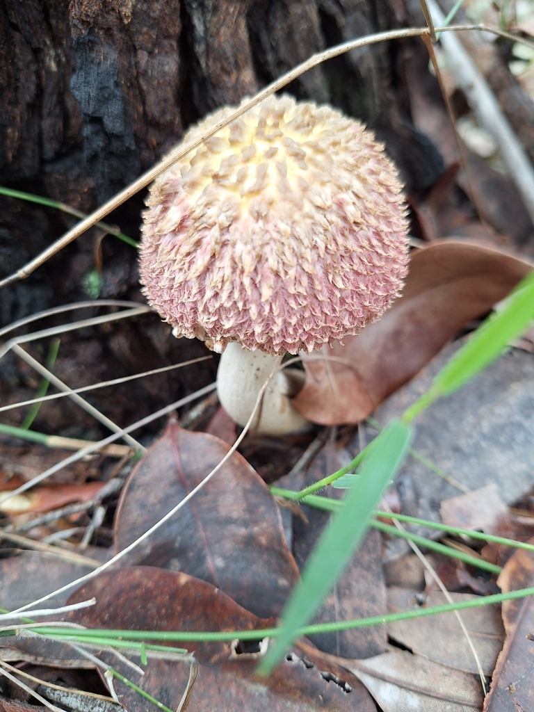 Boletellus in December 2024 by David Hass · iNaturalist