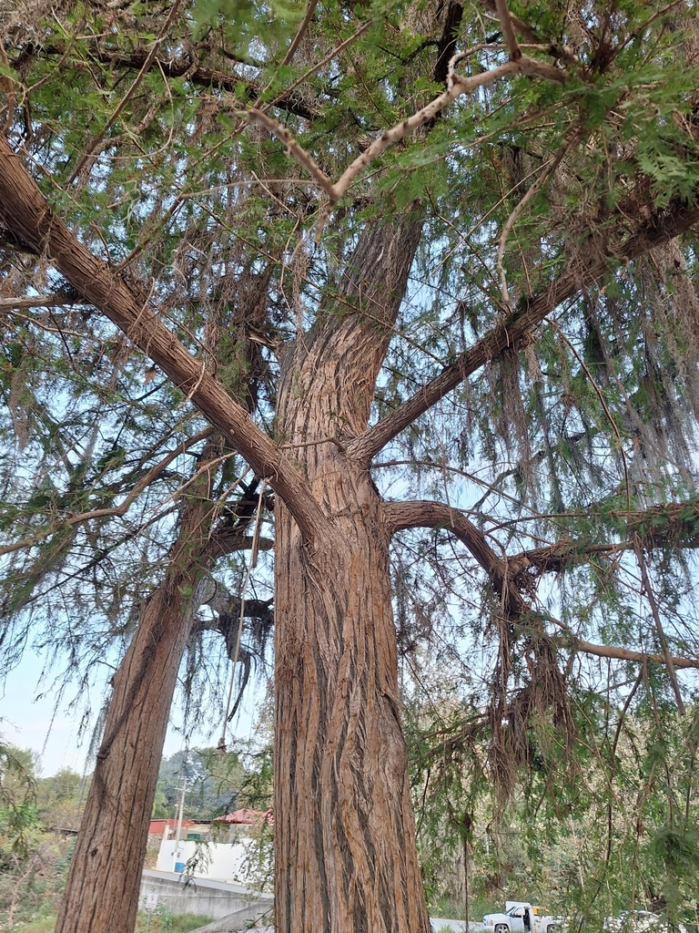 Montezuma cypress from 67380 N.L., México on November 30, 2024 at 05:30 ...