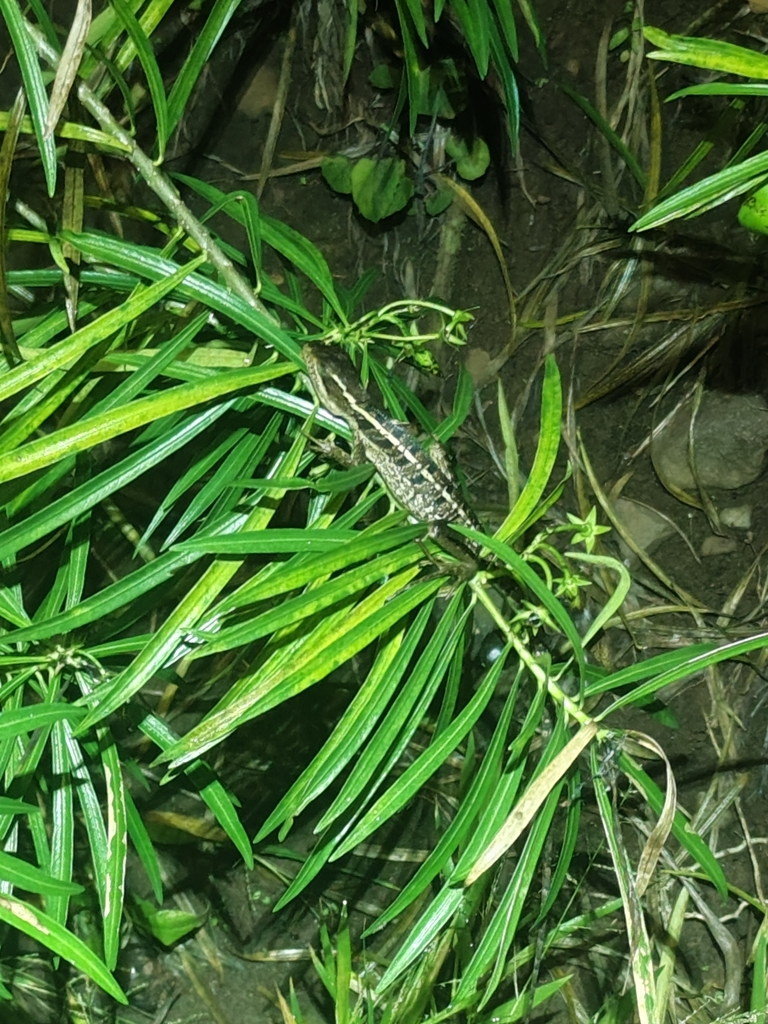 Brown Basilisk from 59FV+5C2, Limón, Pocora, Costa Rica on November 30 ...