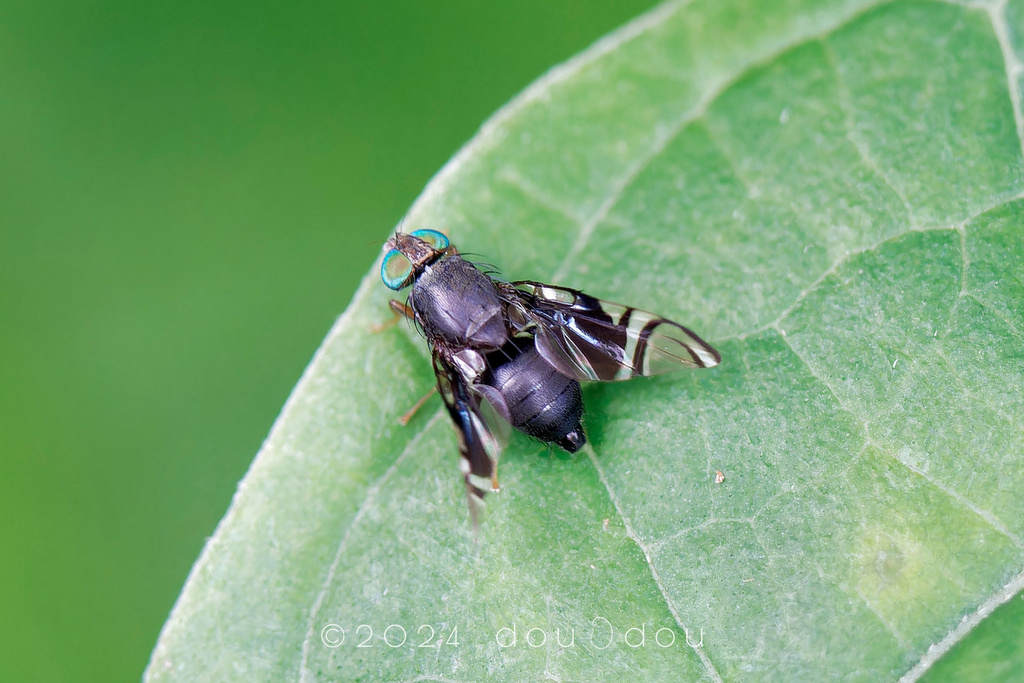Philophylla fossata in August 2024 by Fan Gao · iNaturalist