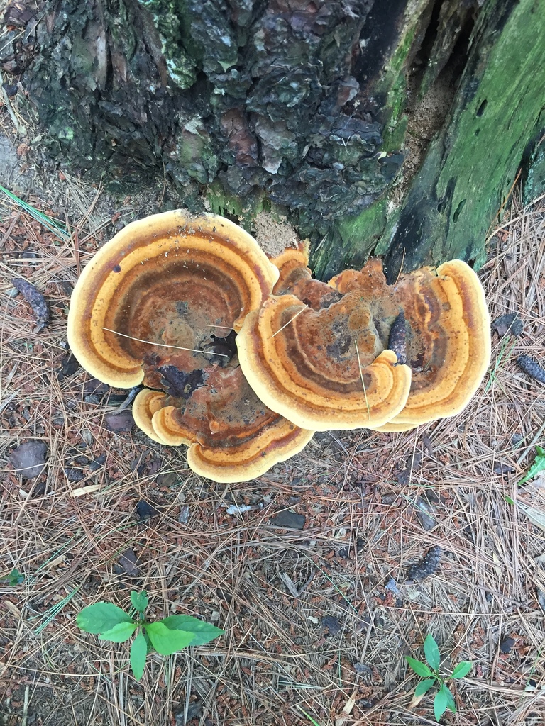 Dyer's Polypore from Afton State Park, Afton, MN, US on July 19, 2019 ...