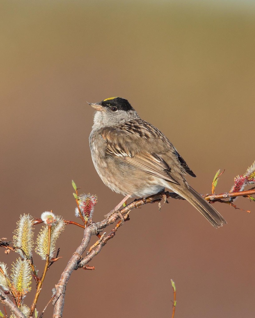Golden-crowned Sparrow from Nome Census Area, AK, USA on June 4, 2019 ...