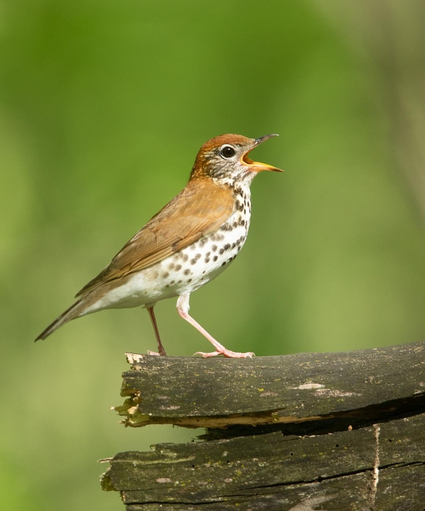 Wood Thrush from Oxford County, ON, Canada on May 24, 2020 at 09:11 AM ...