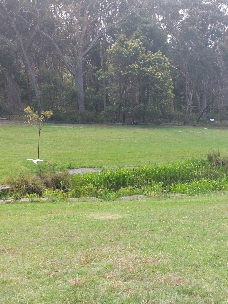 Little Corella from Macquarie Lake, Mars Creek, Macquarie Park NSW 2113 ...