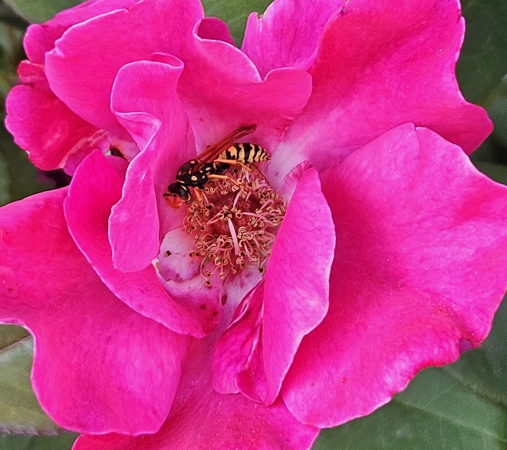 European Paper Wasp from Moxee, WA, USA on August 28, 2024 at 06:39 PM ...