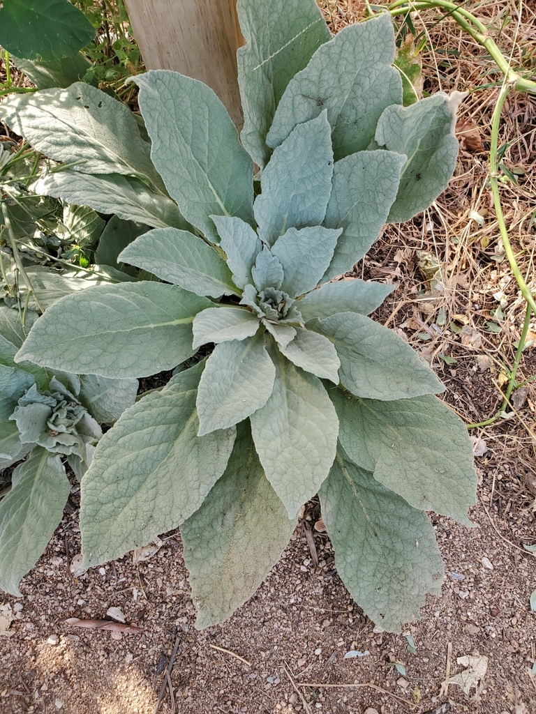 great mullein from 27 Waller/Flores, Austin, TX 78702, USA on October 5 ...