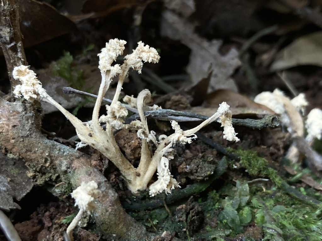 Cordyceps tenuipes from Ellis State Forest, Dundurrabin, NSW, AU on ...
