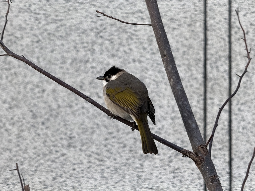 Styan's Bulbul in December 2024 by L揚仔 · iNaturalist
