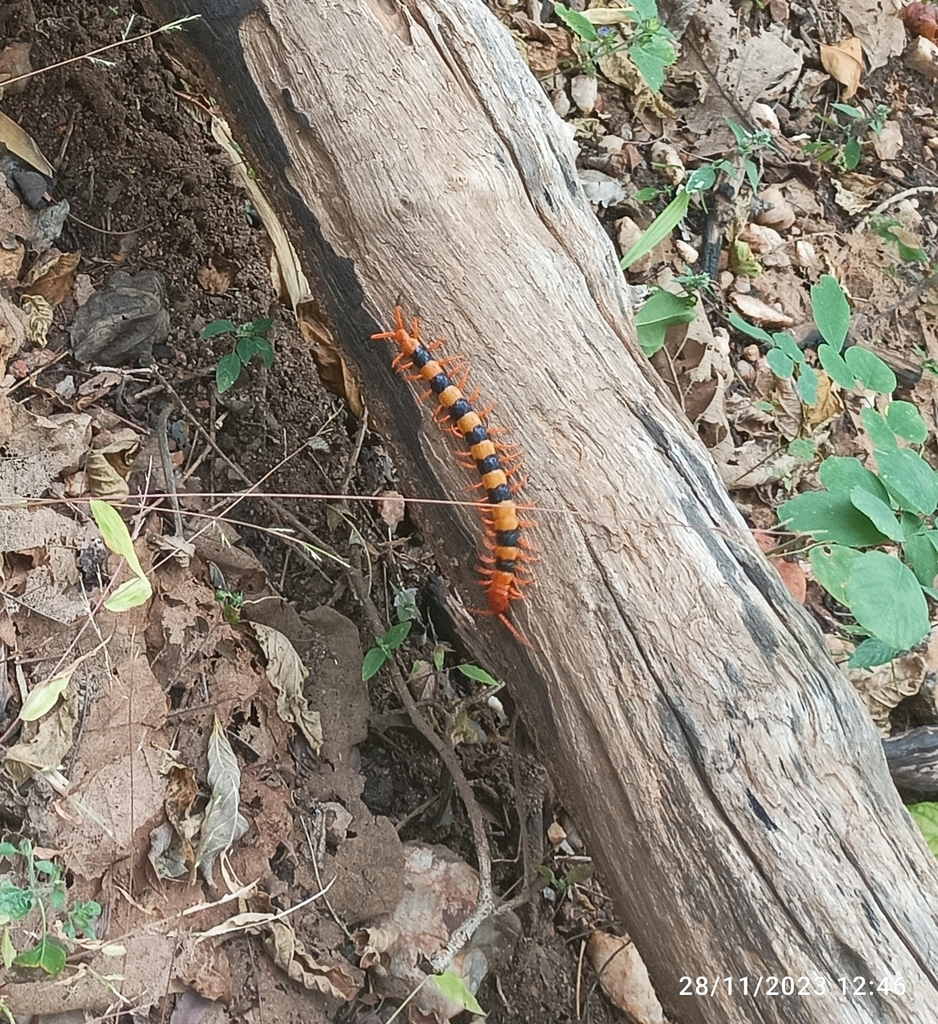 Indian Tiger Centipede from 4269+WG Kalwal Tiger Reserve Safari entry ...