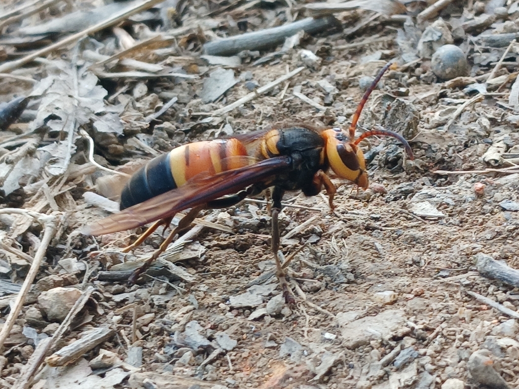 Southern Giant Hornet from 香港船灣 on December 1, 2024 at 11:22 AM by ...