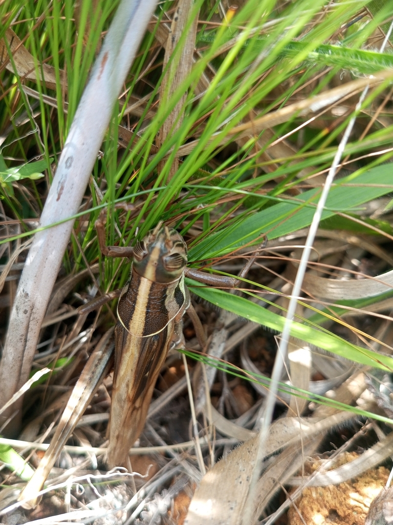 Red Locust from Mulanje, Malawi on November 30, 2024 at 11:56 AM by ...