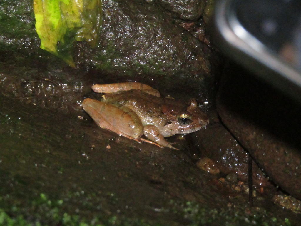 Indonesian Wart Frog in November 2024 by Whensunis Yellow · iNaturalist