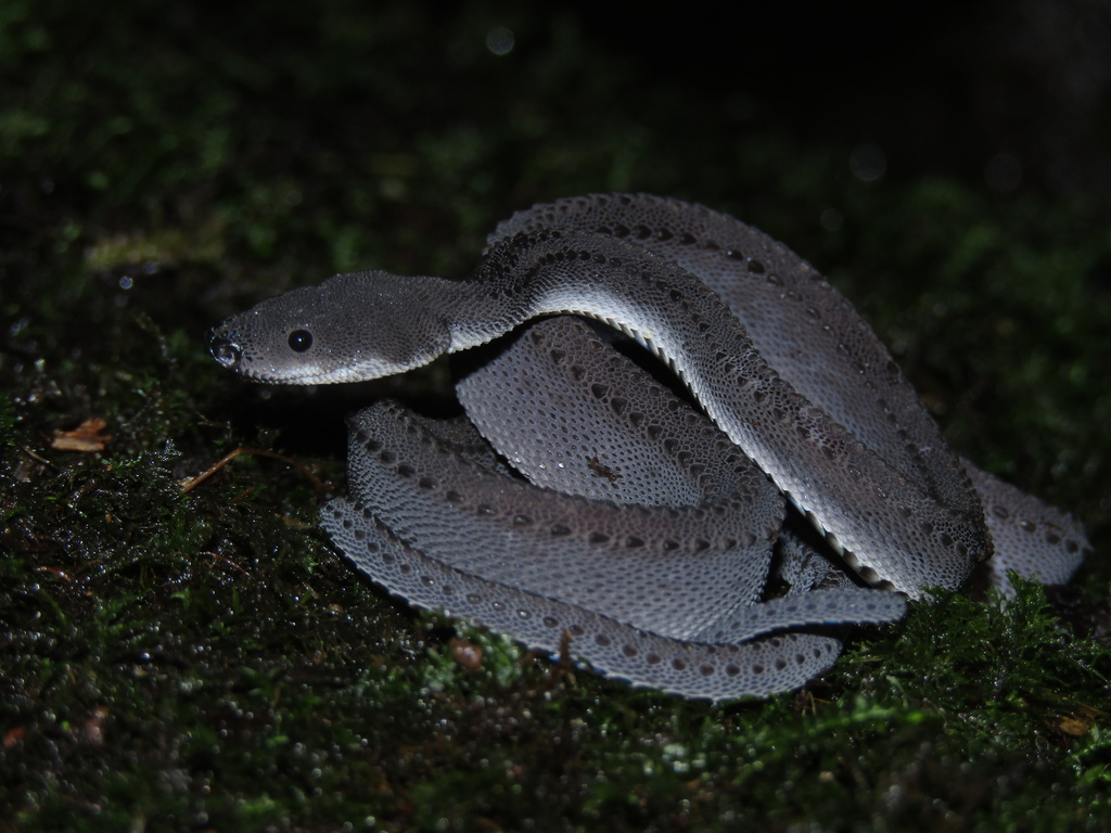 Javan Tubercle Snake in November 2024 by Whensunis Yellow · iNaturalist