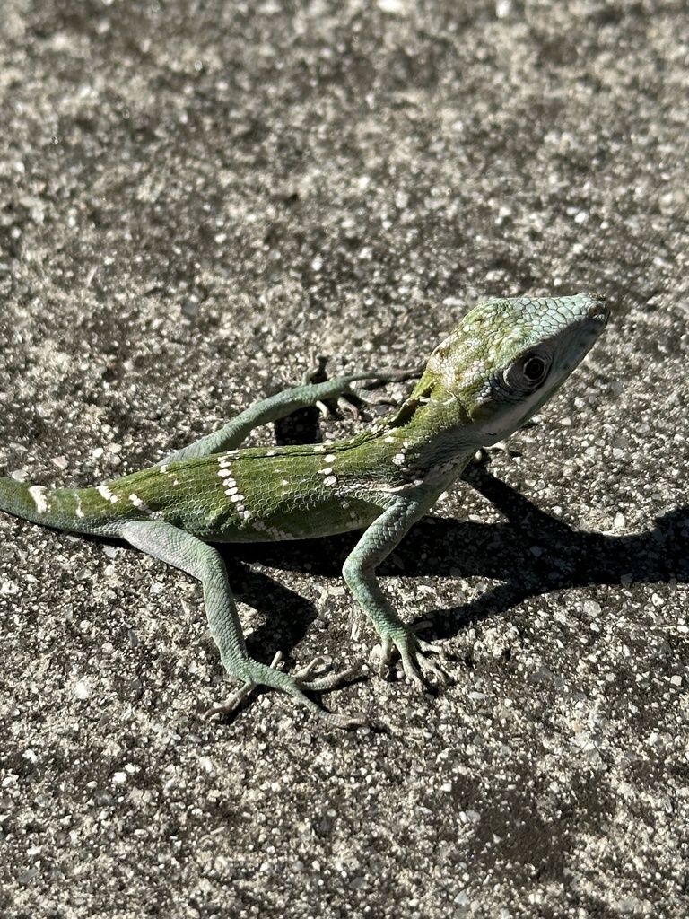 Knight Anole from McGregor Reserve Dr, Fort Myers, FL, US on December 1 ...