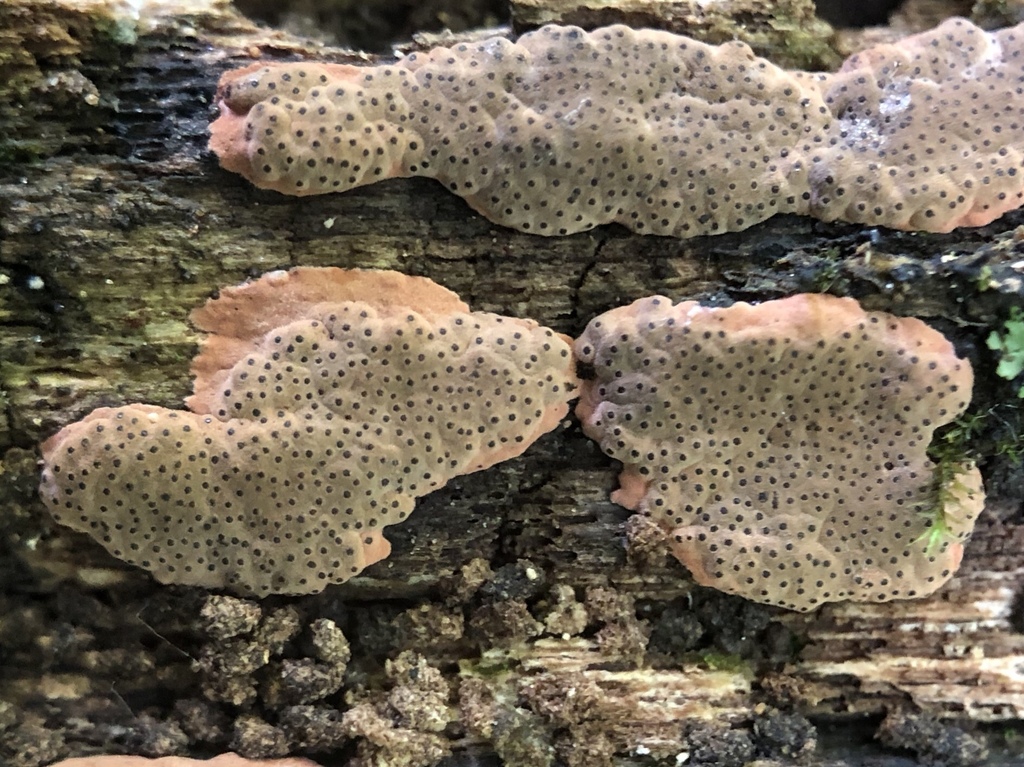rusty woodwart from Stone State Park, Sioux City, IA, US on July 19 ...