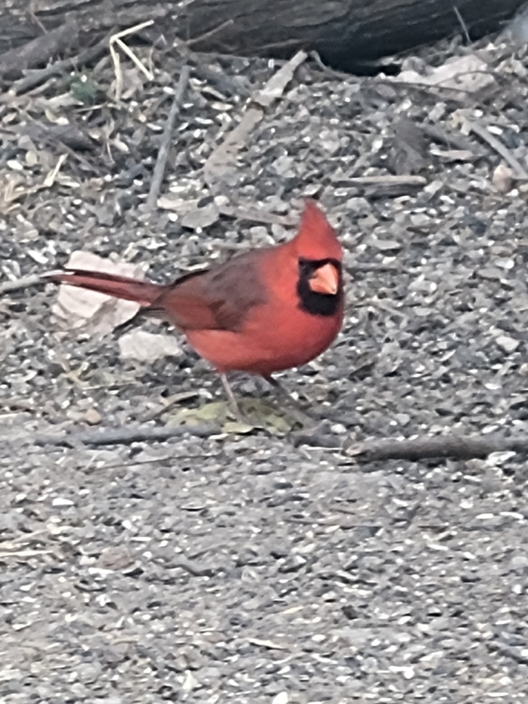 Northern Cardinal from Mission, Texas, EE. UU. on November 26, 2024 at ...
